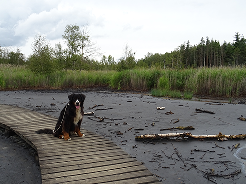 Edelsteine & Geysire 💎 Wandern mit Hund im Vogtland - Rother Wanderglück
